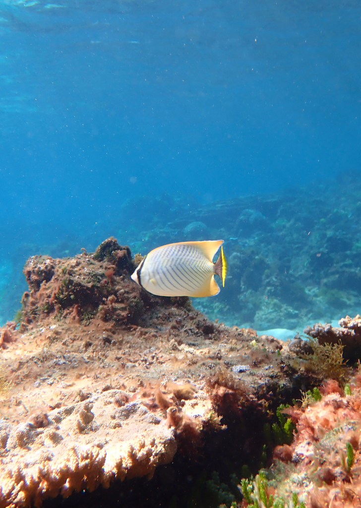 Chevron Butterflyfish (Chaetodon trifascialis) - Care Guide | Marine ...
