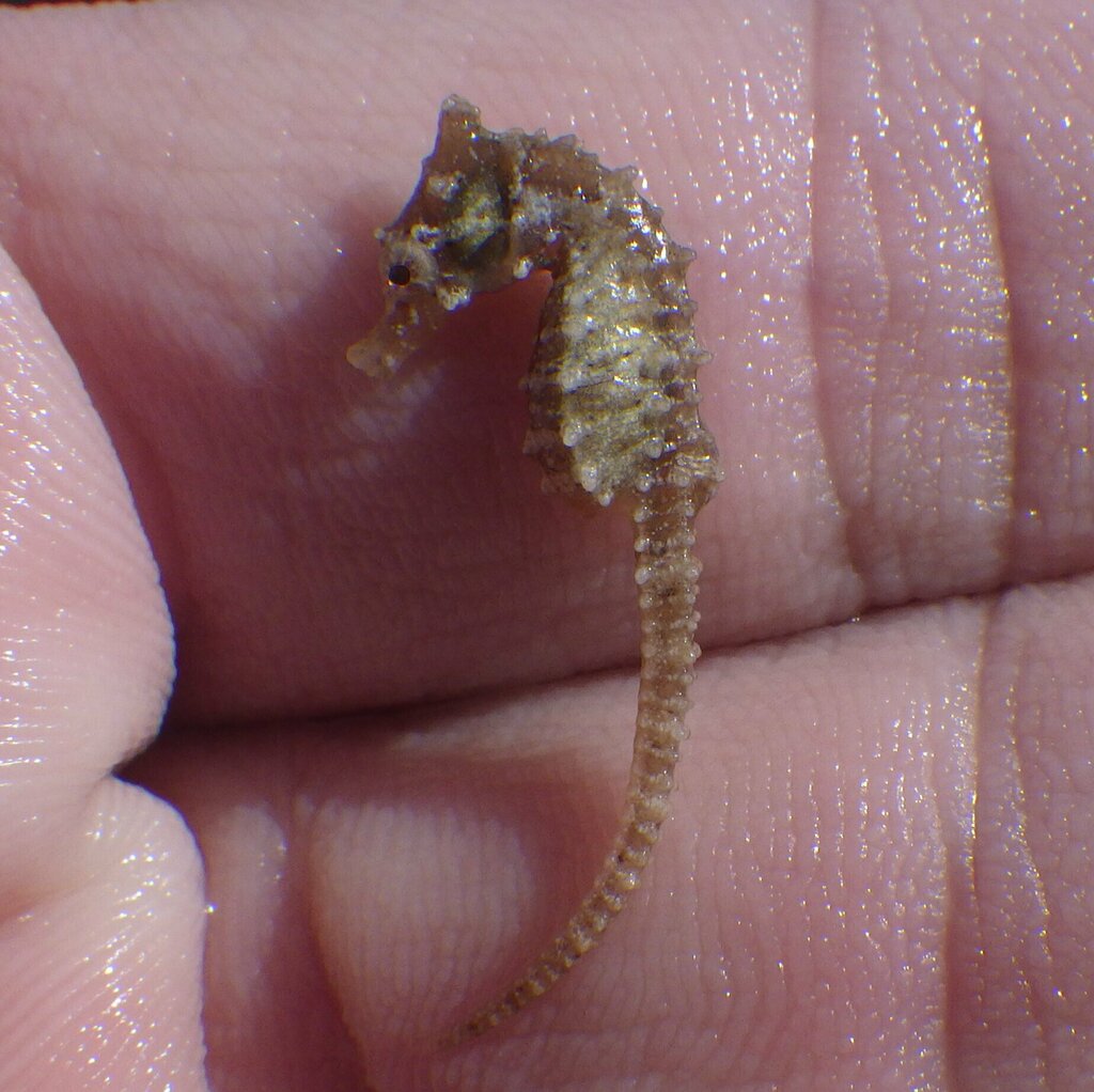 Dwarf Seahorse (Hippocampus zosterae) - Care Guide | Marine Aquarium ...