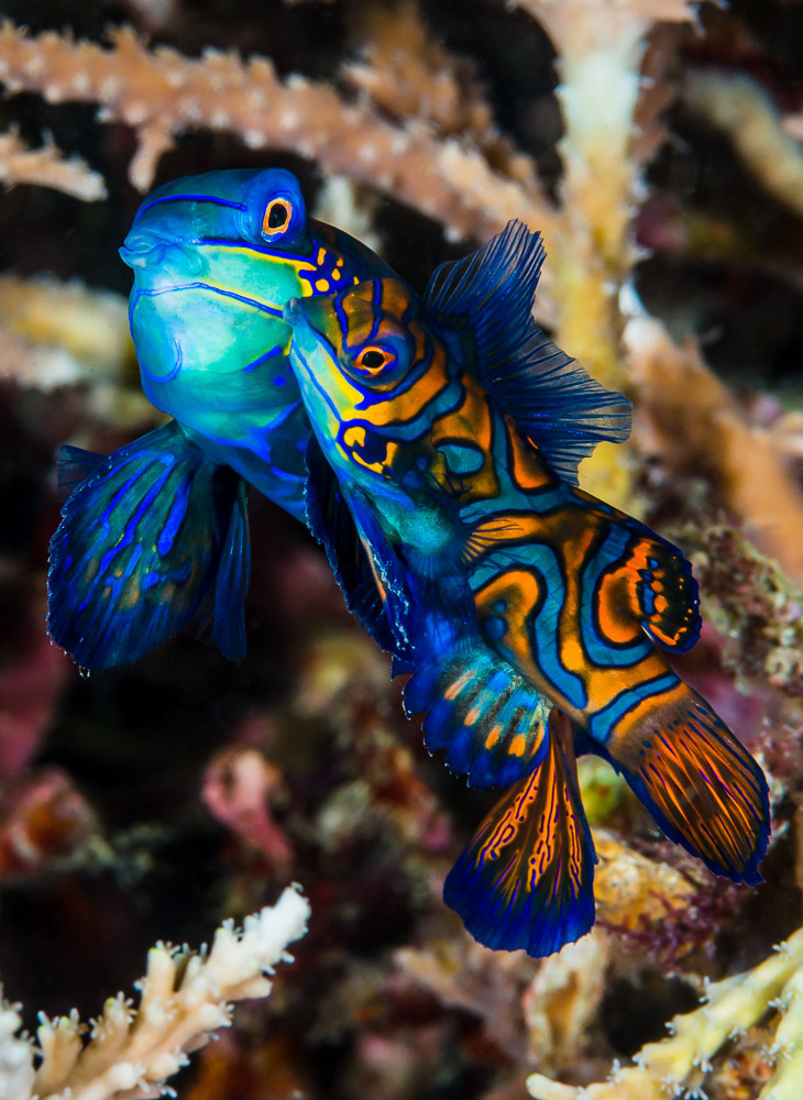 Dragonets & Mandarinfish - Marine Aquarium Encyclopedia | Marine ...