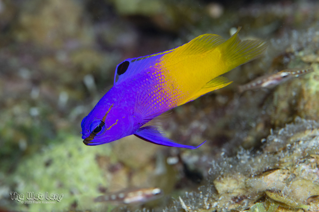 Basslets & Grammas - Marine Aquarium Encyclopedia | Marine Aquarium ...
