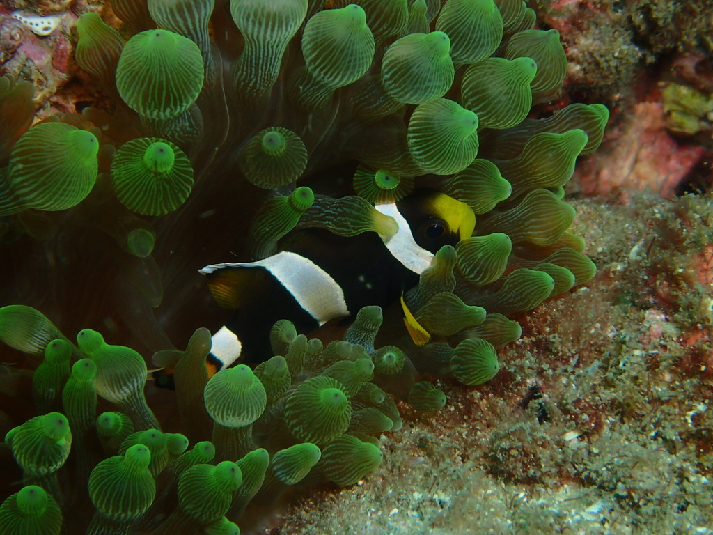 Wide-band Clownfish (Amphiprion latezonatus) - Care Guide | Marine ...